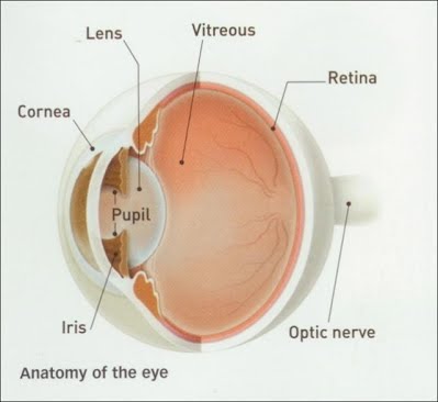 Detached & Torn Retina « Athens Retina Center